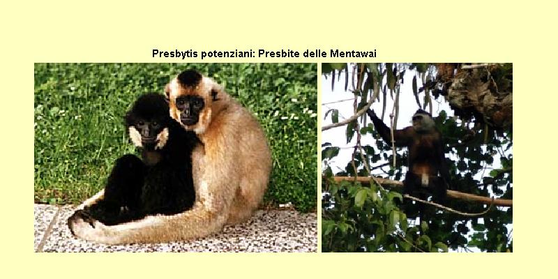 .::Famiglie Primati::.