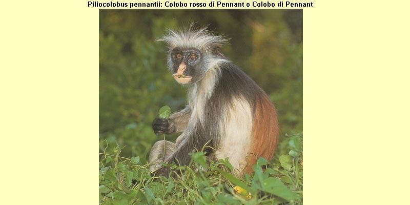 .::Famiglie Primati::.