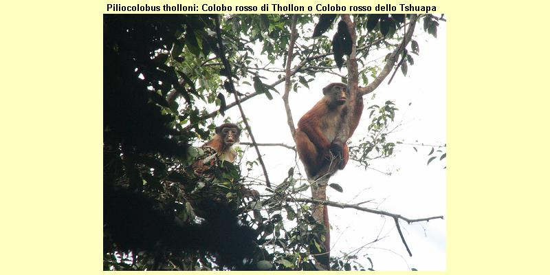 .::Famiglie Primati::.