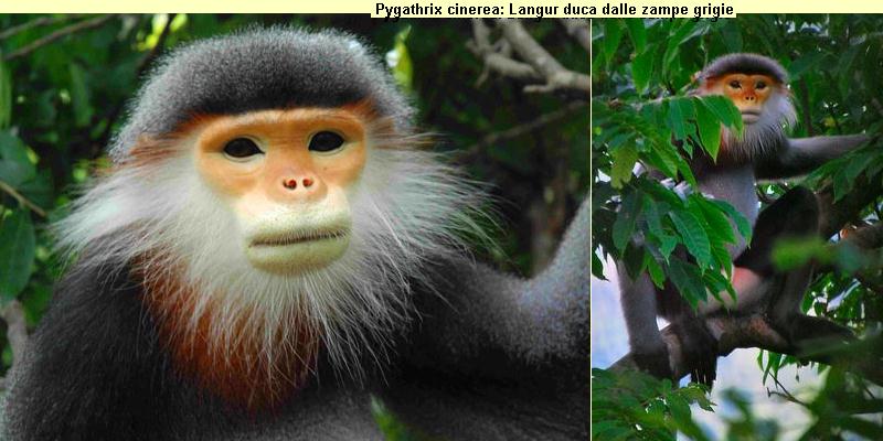 .::Famiglie Primati::.