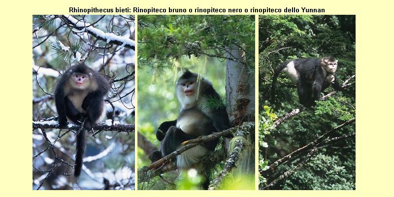 .::Famiglie Primati::.