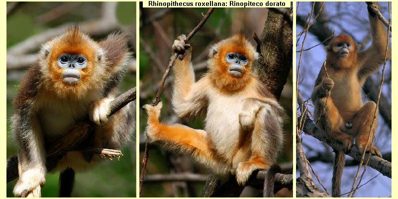 .::Famiglie Primati::.