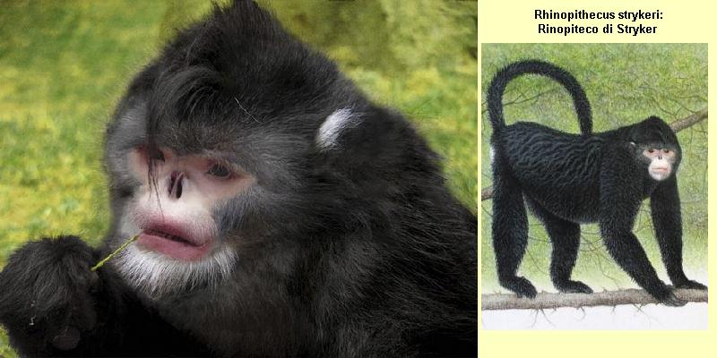 .::Famiglie Primati::.