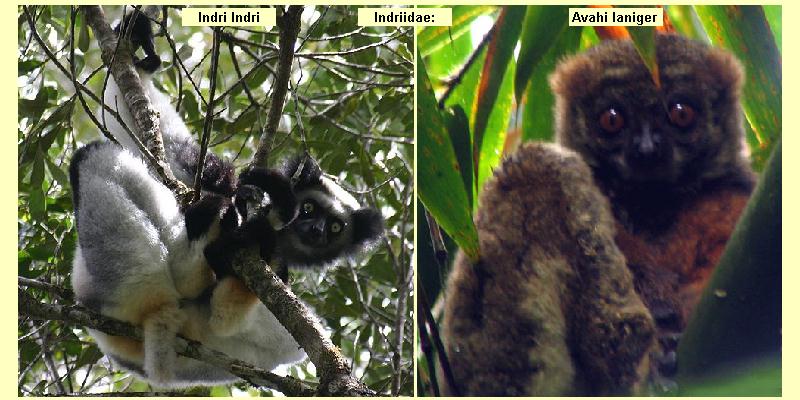 .::Famiglie Primati::.