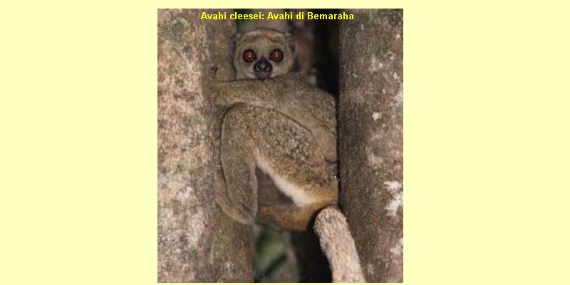 .::Famiglie Primati::.