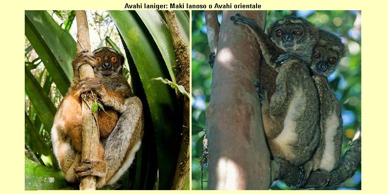 .::Famiglie Primati::.