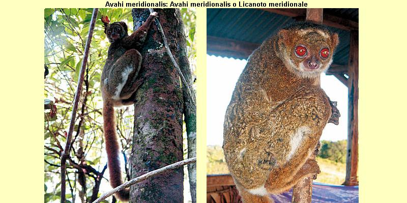 .::Famiglie Primati::.