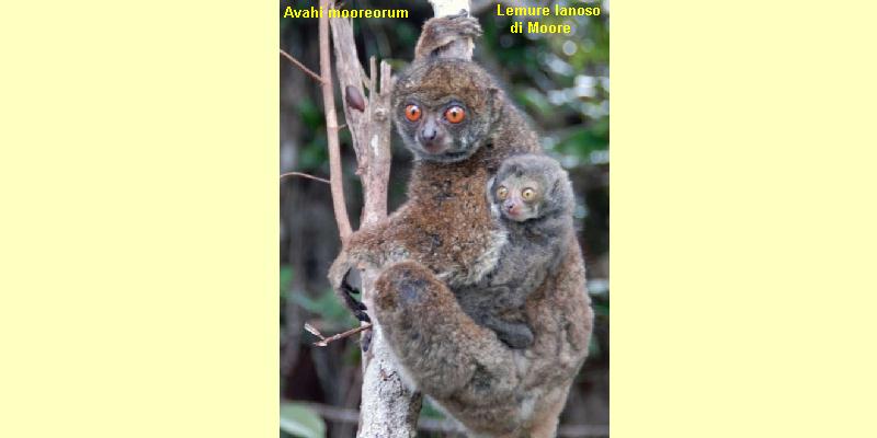 .::Famiglie Primati::.