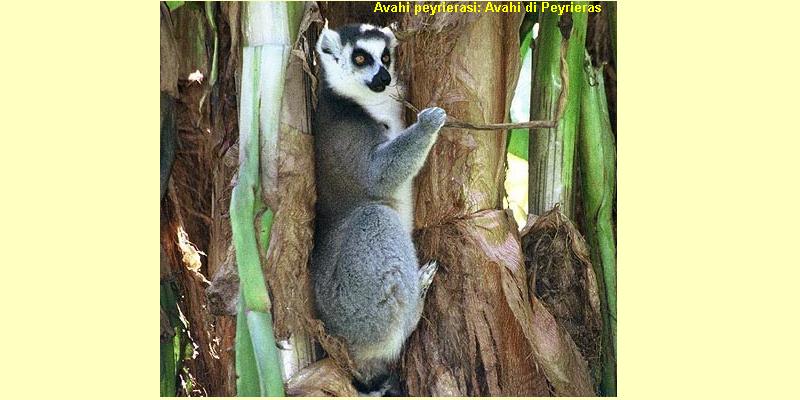 .::Famiglie Primati::.