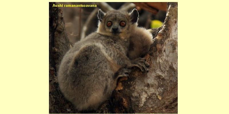 .::Famiglie Primati::.