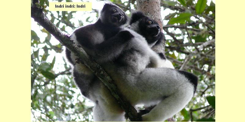 .::Famiglie Primati::.