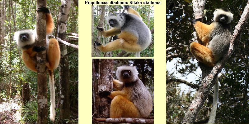 .::Famiglie Primati::.