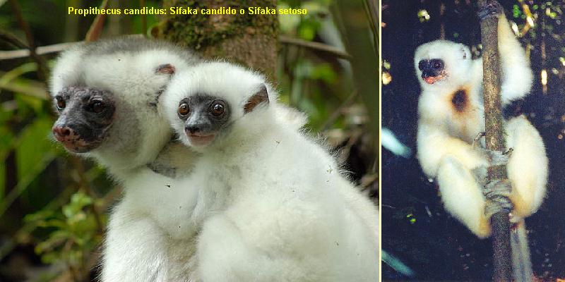 .::Famiglie Primati::.