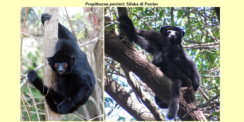 .::Famiglie Primati::.