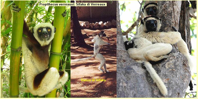 .::Famiglie Primati::.