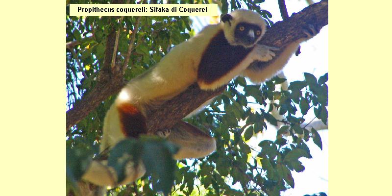 .::Famiglie Primati::.