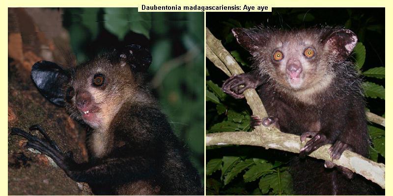 .::Famiglie Primati::.