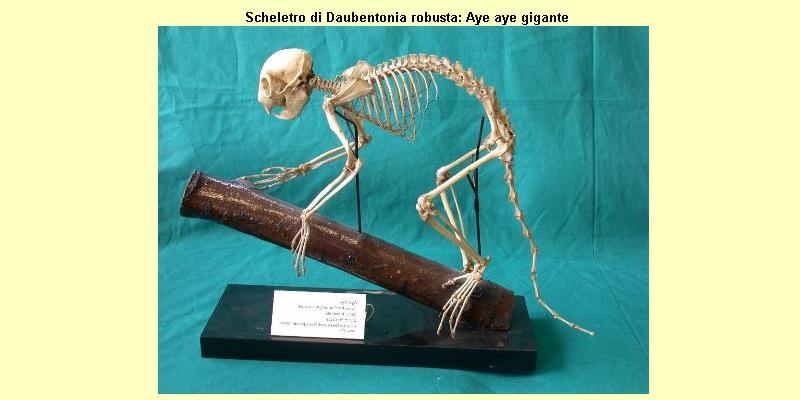 .::Famiglie Primati::.