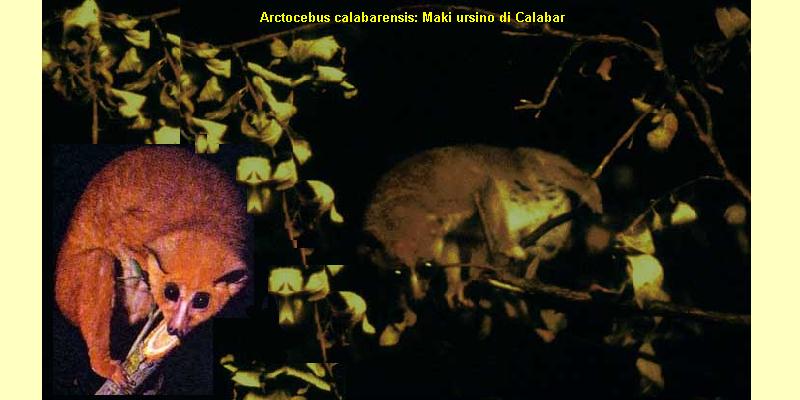 .::Famiglie Primati::.