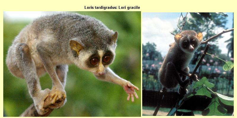 .::Famiglie Primati::.