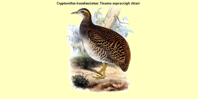.::Specie di Uccelli::.
