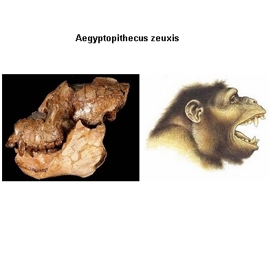 ::.Elenco Primati.::