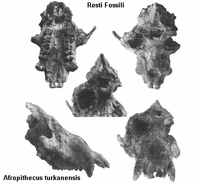 ::.Elenco Primati.::