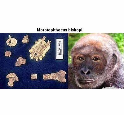 ::.Elenco Primati.::