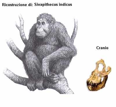 ::.Elenco Primati.::