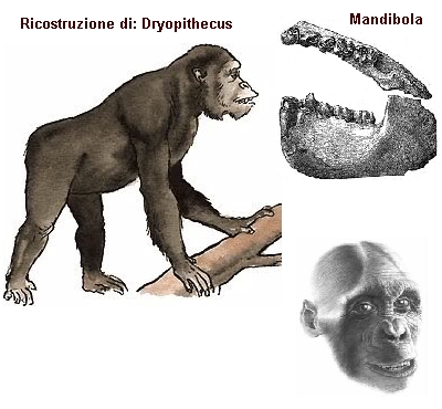 ::.Elenco Primati.::