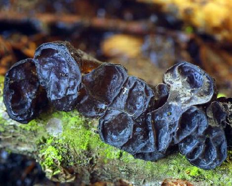 ::.Auricularaceae.::